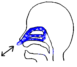 Le lavage de nez avec le Lota ! – Manon Moulene LLC