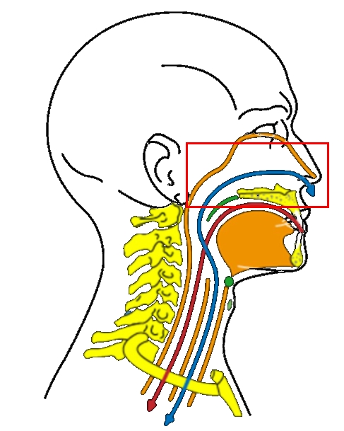 Le lavage de nez avec le Lota ! – Manon Moulene LLC